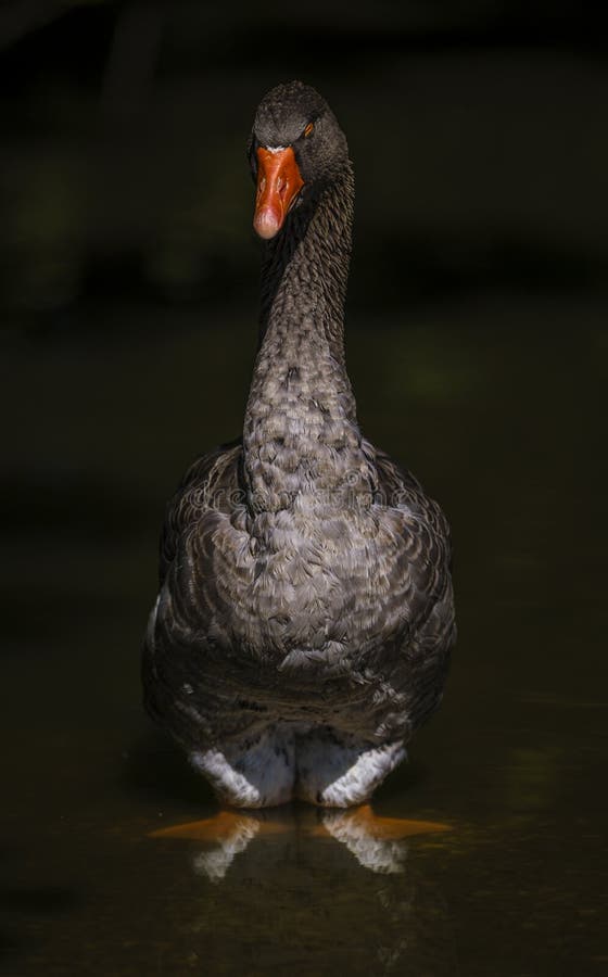 One Duck Standing in the Pond Water Stock Photo - Image of water, duck ...
