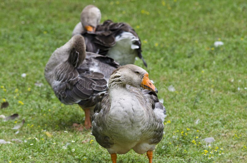 One duck standing stock image. Image of fence, geese - 56481963