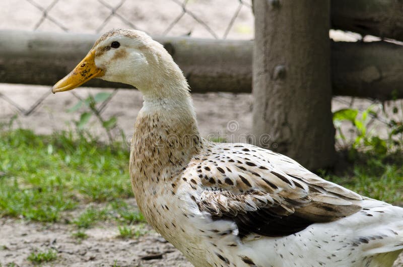 One duck standing stock photo. Image of geese, farmer - 56481992