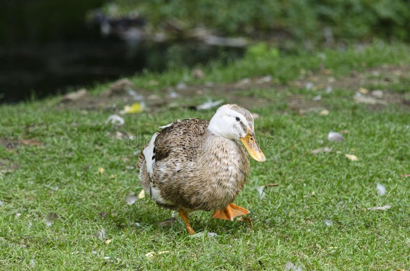 One duck standing stock image. Image of beak, farmland - 56481999
