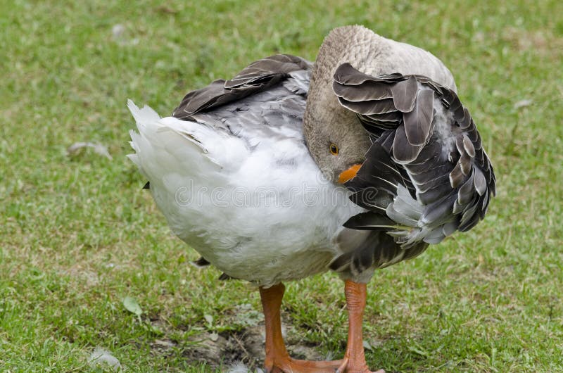 One duck standing stock image. Image of beautiful, farm - 56482031