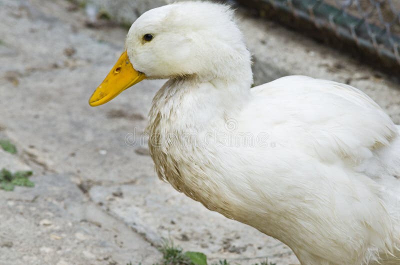 One duck standing stock image. Image of ranch, soft, bokeh - 56482063