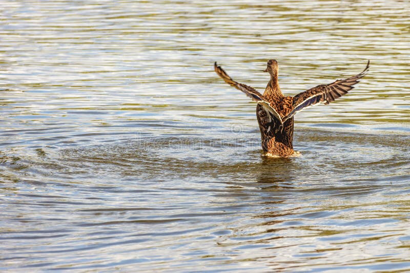 One Duck Swims in the Lake in Summer with Raised Wings Stock Photo ...