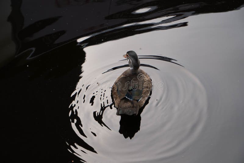 One Duck Swims in the Water. Back View Stock Photo - Image of sunlight ...