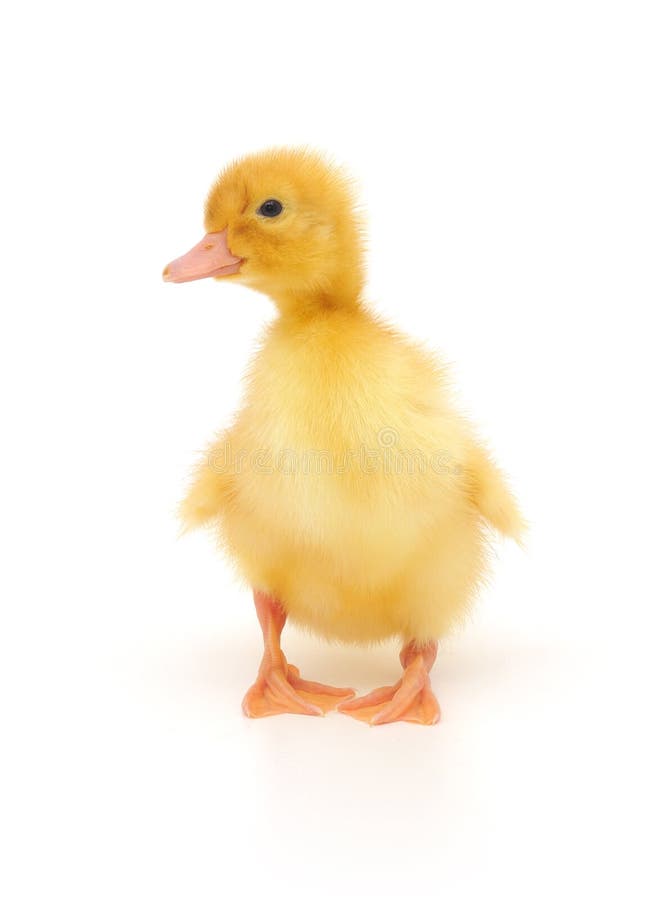 Duckling Swimming for the First Time Stock Image - Image of small ...