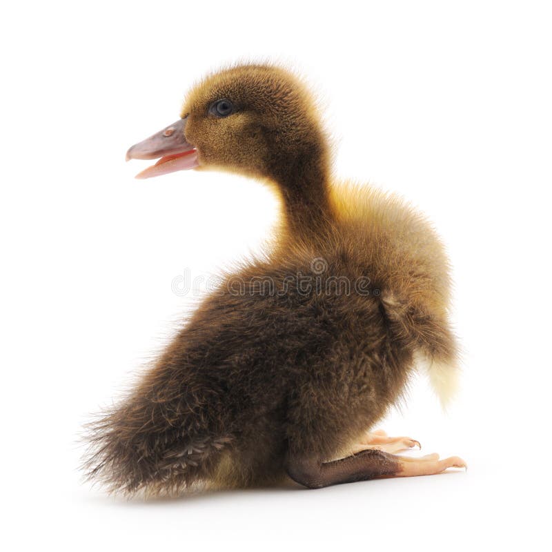 One duckling stock image. Image of duckling, chick, cute - 24061335