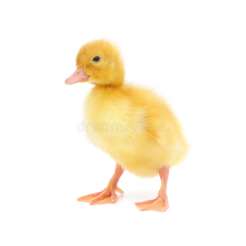 One duckling stock image. Image of innocence, bird, cute - 27699025