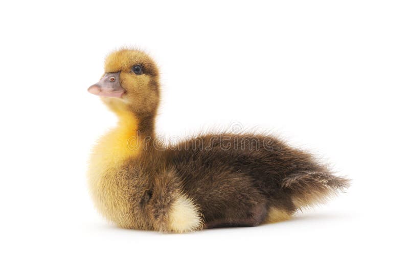 One duckling stock photo. Image of animals, farm, babies - 27859212