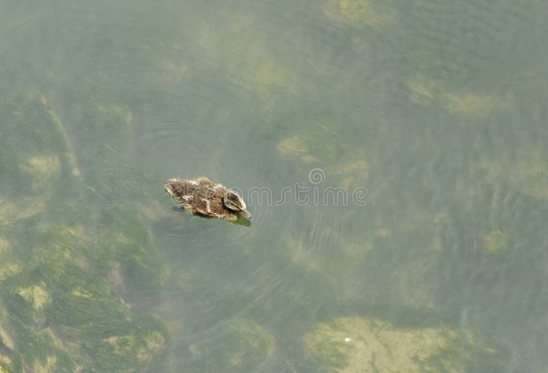 One Duckling Alone on a Green Water Stock Image - Image of river ...