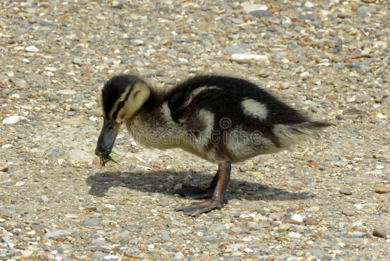 One duckling close up stock image. Image of young, hatchling - 77095601