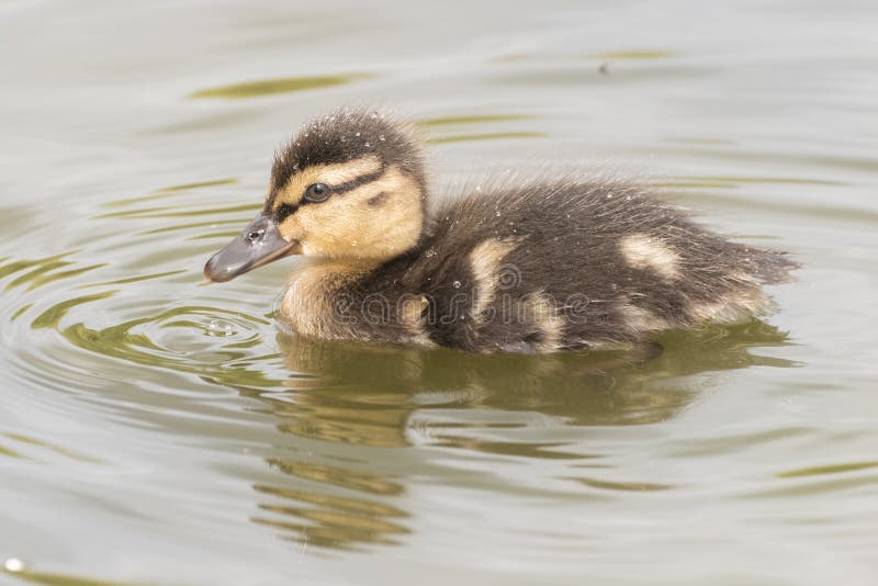 One Duckling on Southampton Common Stock Image - Image of common, lone ...