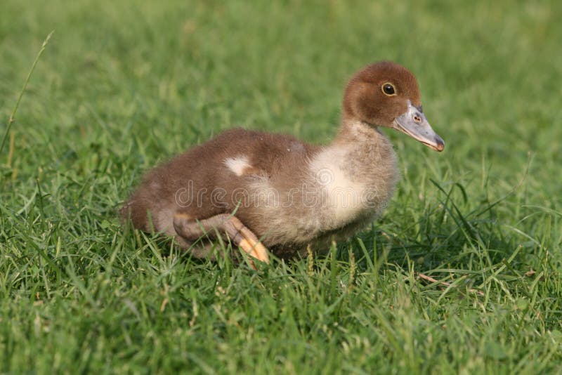 One Duckling is Walking Bravely in Grass Stock Image - Image of single ...