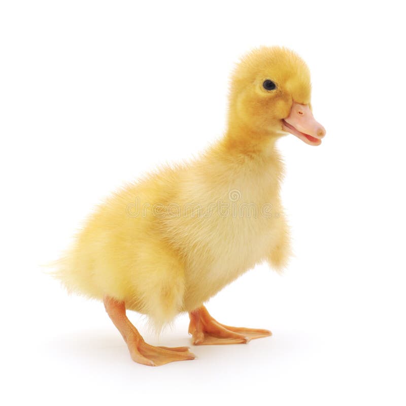 One duckling stock photo. Image of foot, fluffy, cute - 31452290