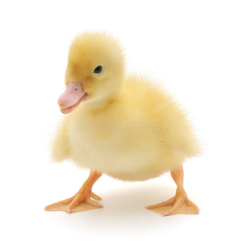One duckling stock photo. Image of chick, pets, feathers - 32450346