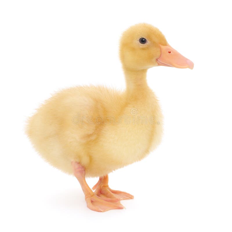 One duckling stock photo. Image of gold, webbed, duckling - 32958778