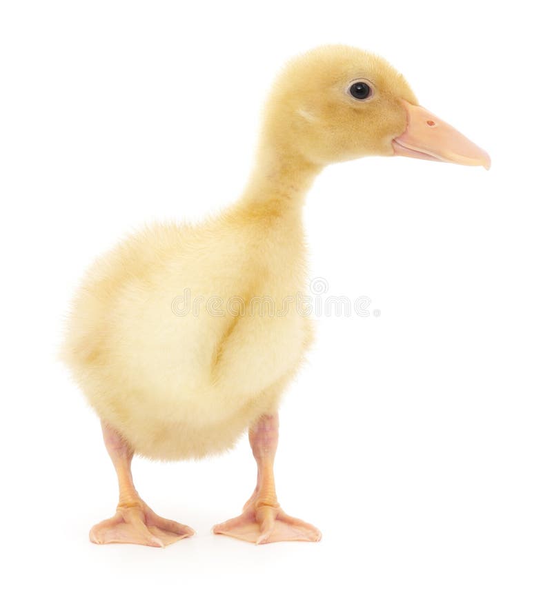 One duckling stock image. Image of fluffy, pets, cute - 38423603