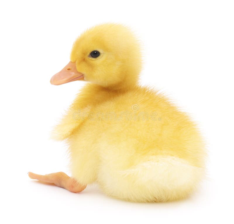 One duckling stock photo. Image of wing, beak, farm, poultry - 38618744