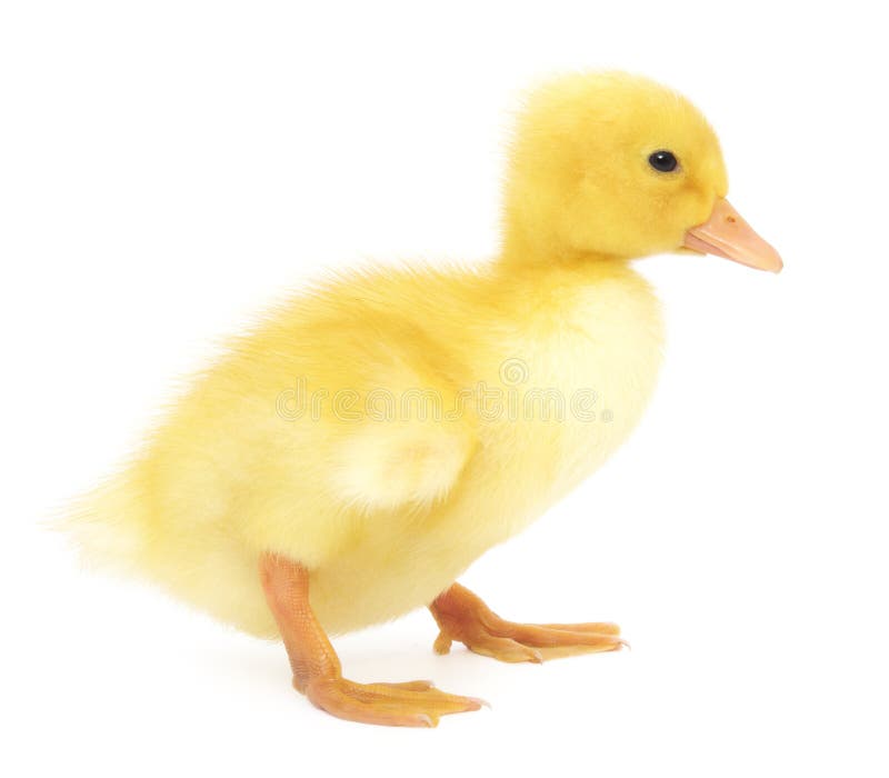 One duckling stock image. Image of chick, farm, cute - 39424317
