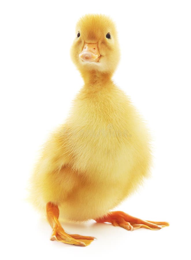 One duckling stock photo. Image of small, duckies, gold - 42135400