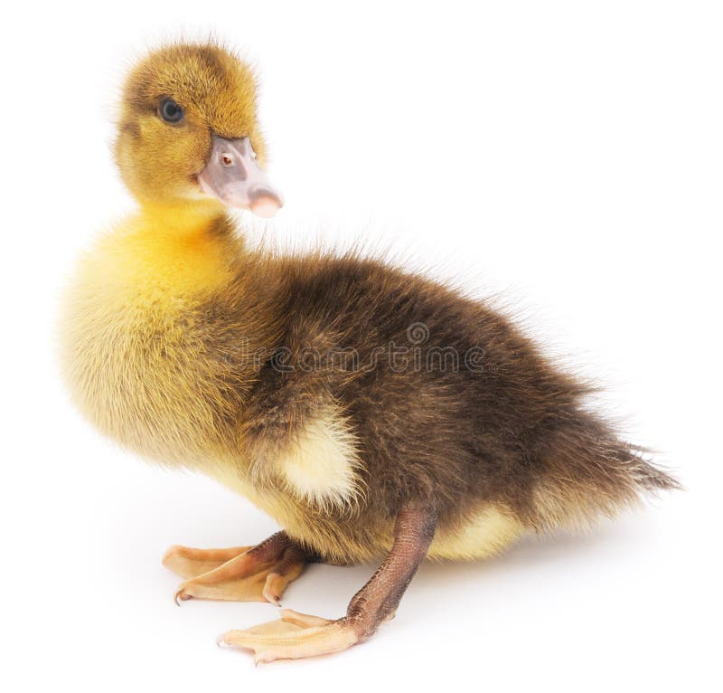 One duckling stock image. Image of small, foot, yellow - 44439313