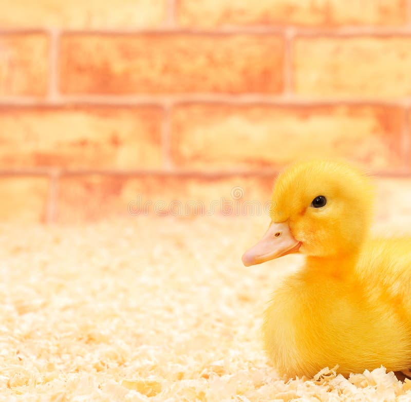 One duckling stock image. Image of chick, feathers, gold - 48624205