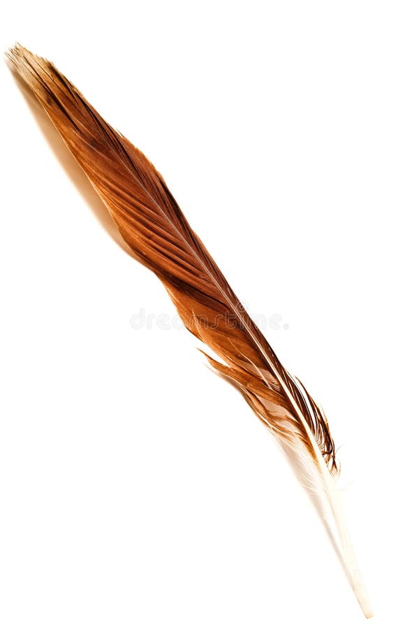 One eagle feather isolated stock image. Image of wing - 63135453