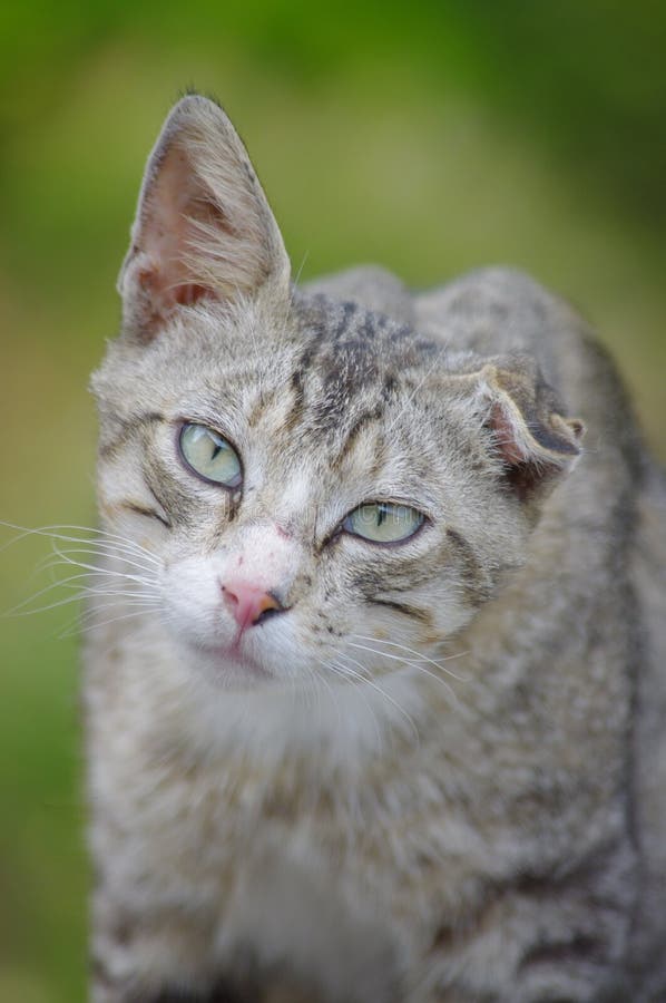 One ear cat portrait stock image. Image of domestic, portrait - 43827139