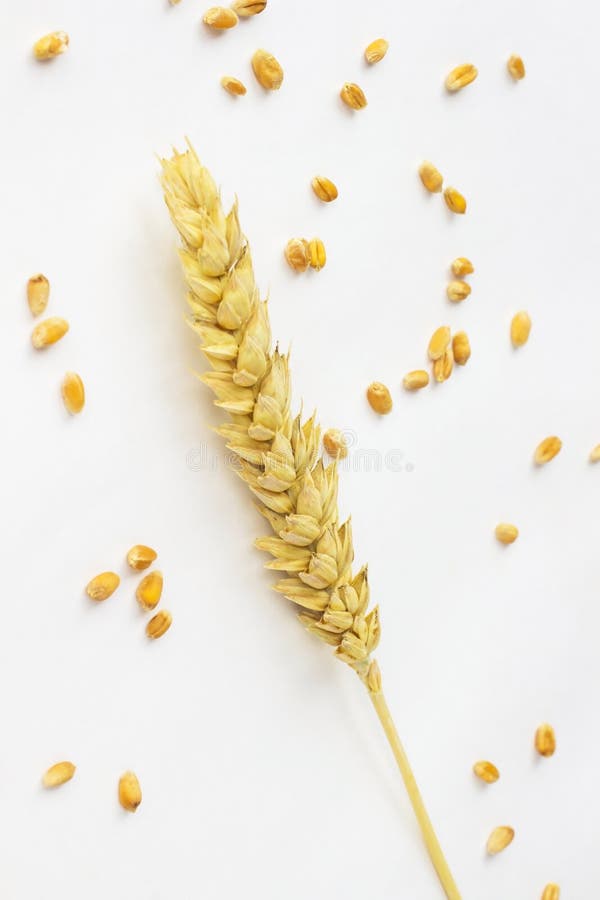 One ear of wheat stock photo. Image of seed, bags, agriculture - 79817706