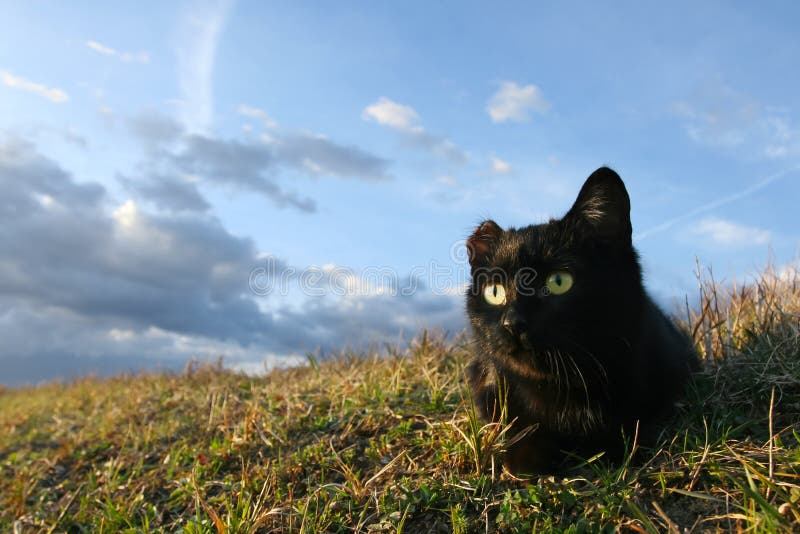 One eared cat stock image. Image of horizontal, meadow - 22584185