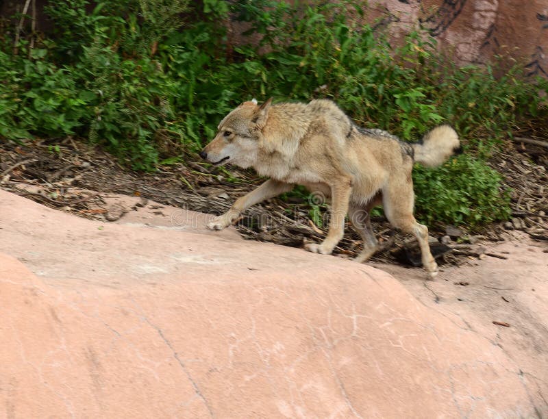 One-eared Wolf Canis Lupus Quickly Climbs Rock Stock Photo - Image of ...