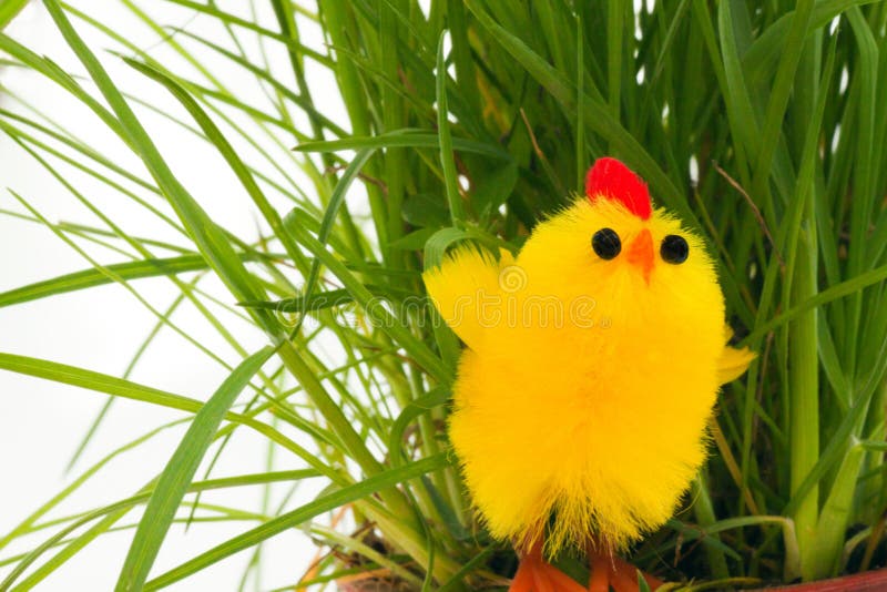 One Easter Chicken in a Grass Stock Photo - Image of leaves, feather ...