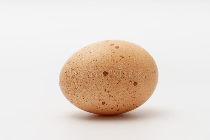 One Egg on a White Background Stock Image - Image of easter, cardboard ...