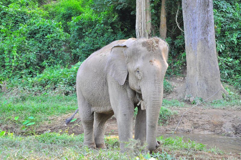 One elephant stock image. Image of streamsjungle, elephants - 94517609