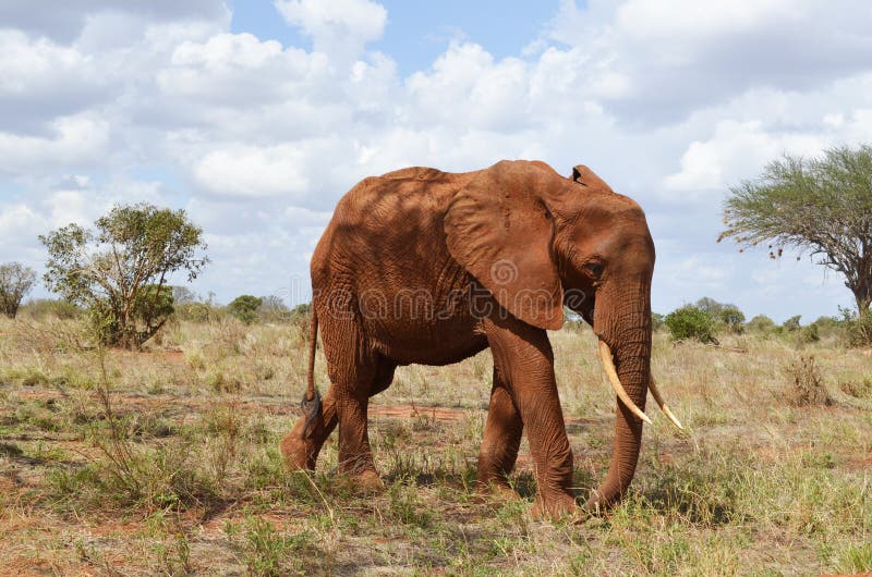 One elephant, Kenya stock image. Image of grass, mammal - 89116617