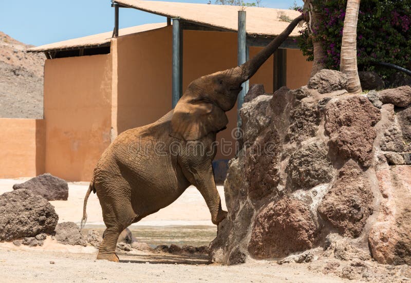 One Elephant in a Safari Park Stock Photo - Image of environment ...