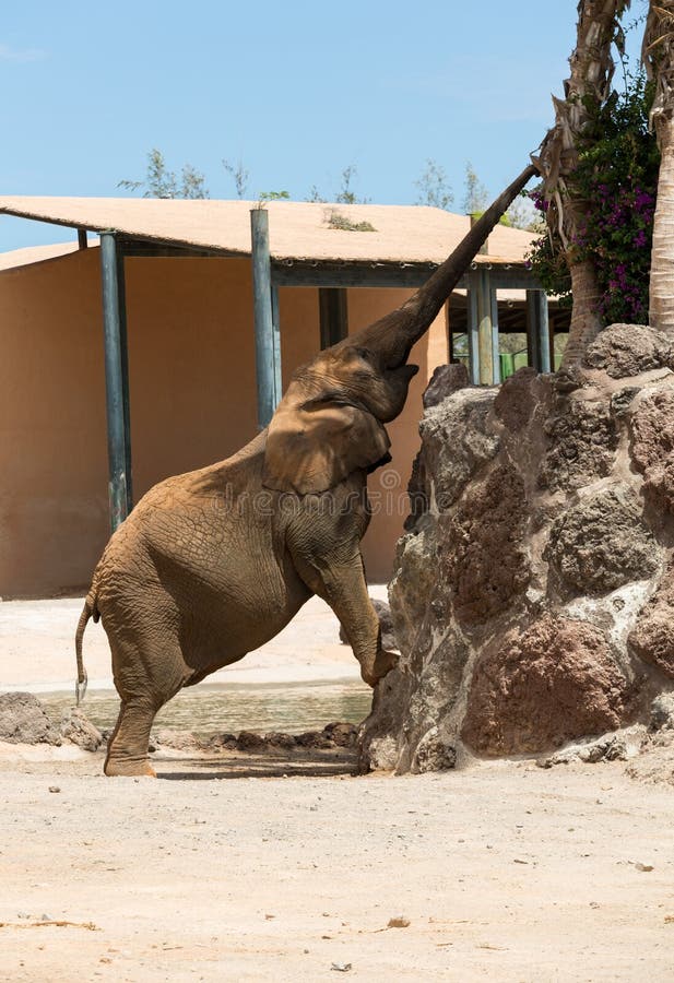 One Elephant in a Safari Park Editorial Photo - Image of protected ...