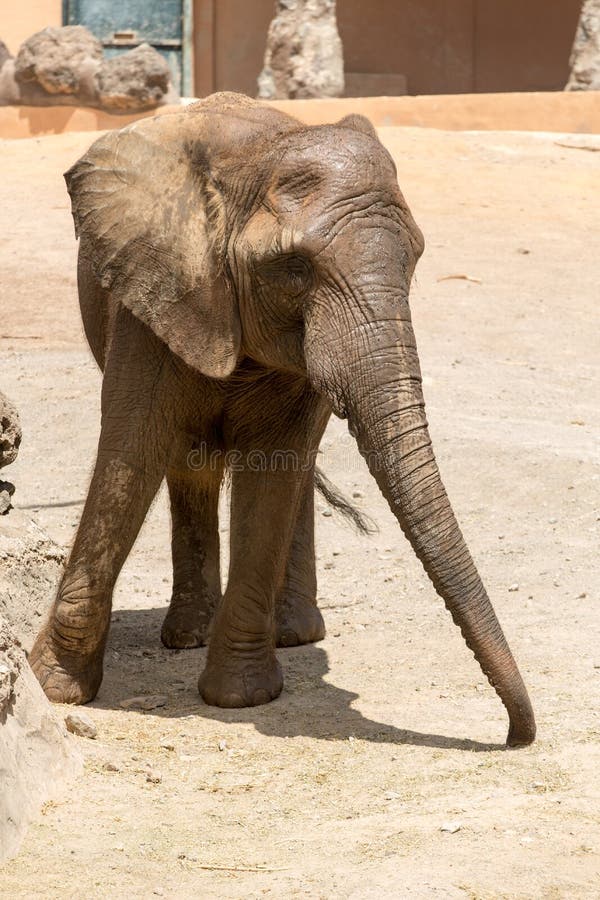 One Elephant in a Safari Park Stock Image - Image of illegal, power ...