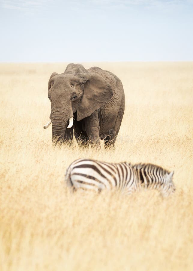 One Elephant and Zebra in Africa Stock Image - Image of grasslands ...