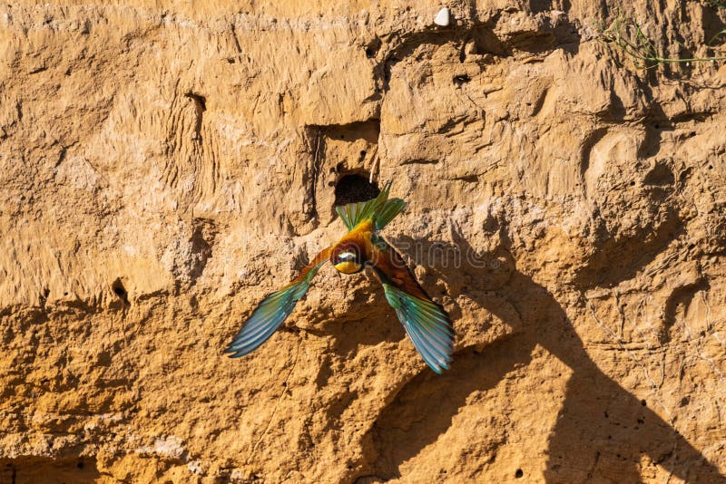 One European Bee-eater Flying Out of Its Nest Stock Image - Image of ...