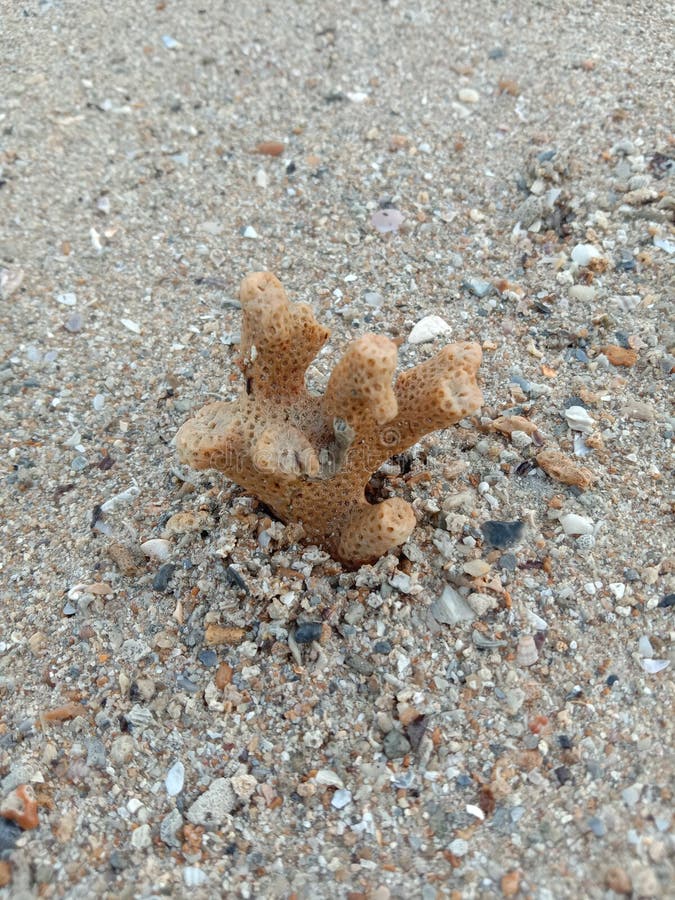 Dead Coral Looks Unique and Very Beautiful. Living Coral Reefs are a ...