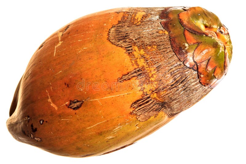 One coconut stock image. Image of healthy, food, closeup - 30170383