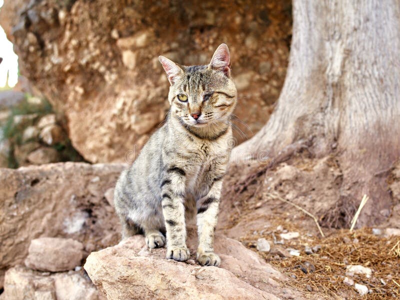 One-eye Cat in Archaeological Site Stock Image - Image of oneeye ...