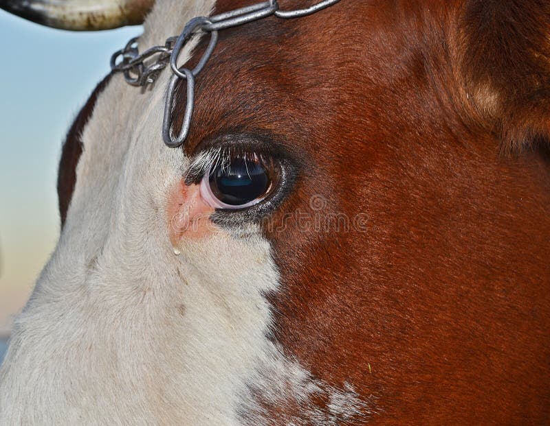 One eye with a cow`s tear stock image. Image of piece - 106355899