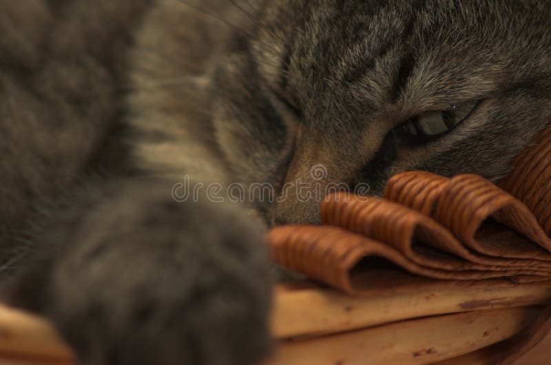 One eye open stock image. Image of guarding, open, dozing - 708483