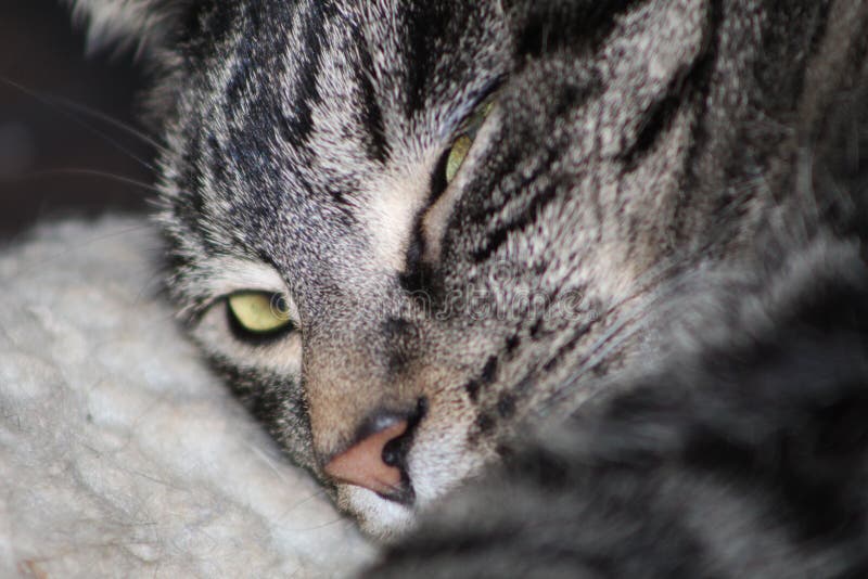 Half Asleep Tiger Cat Stock Photos - Free & Royalty-Free Stock Photos ...