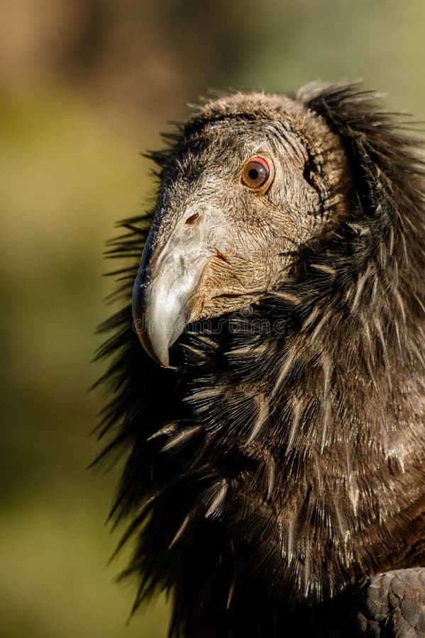 One Eye Staring at Camrea stock photo. Image of endangered - 165345190