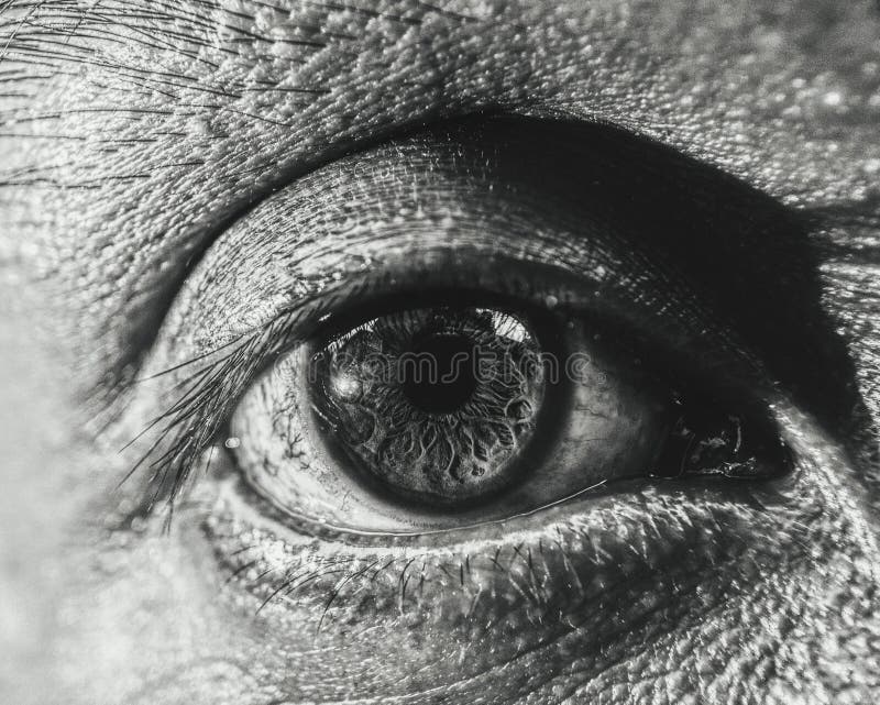 One Eye Staring into the Future Stock Image - Image of portrait, female ...