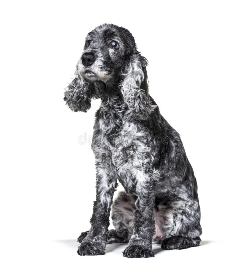 Cocker Spaniel Black And Grey
