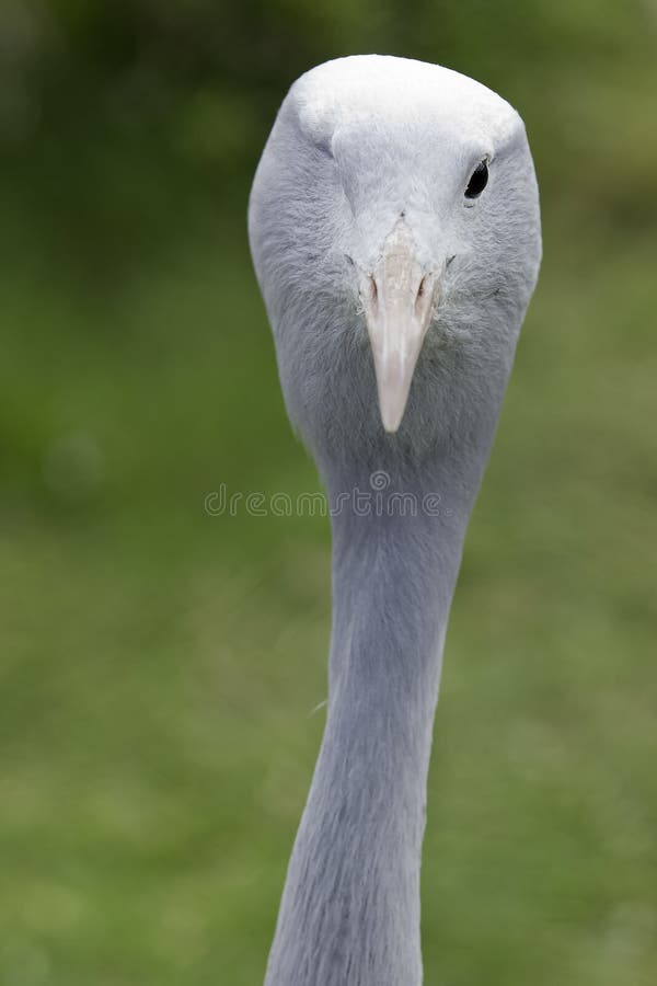 Blue Crane side profile stock photo. Image of plumage - 2900726