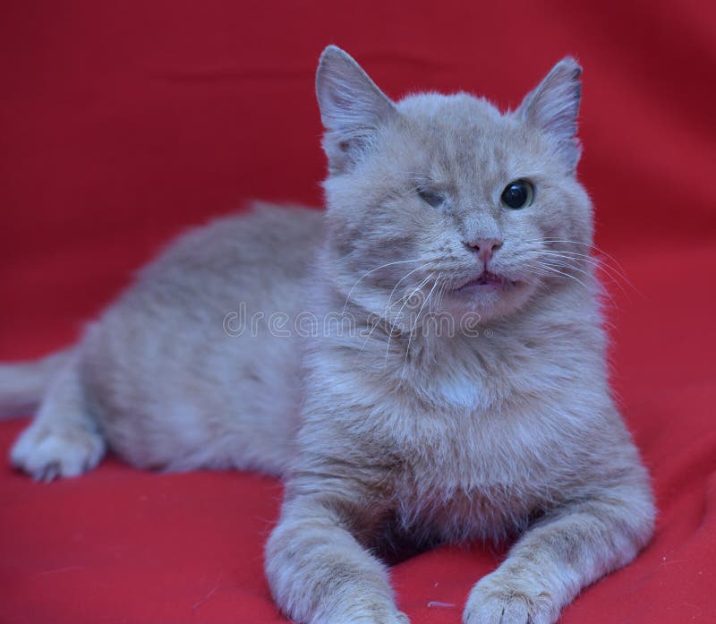 One-eyed Cat in an Animal Shelter Stock Image - Image of lying, fluffy ...